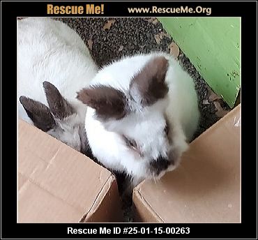 - Pennsylvania Rabbit Rescue - ADOPTIONS - Rescue Me!