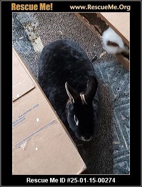 - Pennsylvania Rabbit Rescue - ADOPTIONS - Rescue Me!