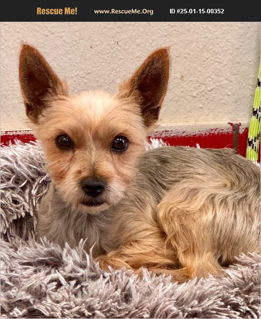 ADOPT 25011500352 ~ Yorkie Rescue ~ Fort Myers, FL