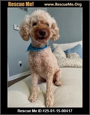 - Michigan Cockapoo Rescue - ADOPTIONS - Rescue Me!