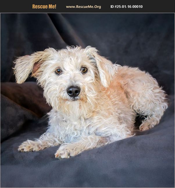 ADOPT 25011600010 ~ Poodle Rescue ~ Albuquerque, NM