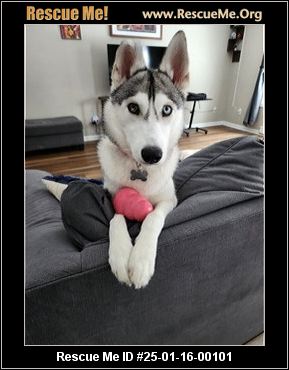 - Michigan Siberian Husky Rescue - ADOPTIONS - Rescue Me!