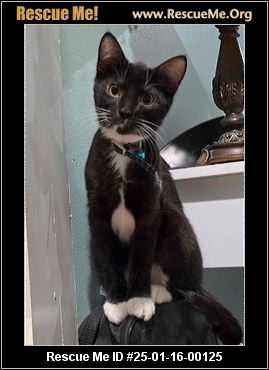 - Wisconsin Cat Rescue - ADOPTIONS - Rescue Me!