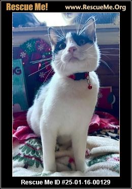 - Wisconsin Cat Rescue - ADOPTIONS - Rescue Me!