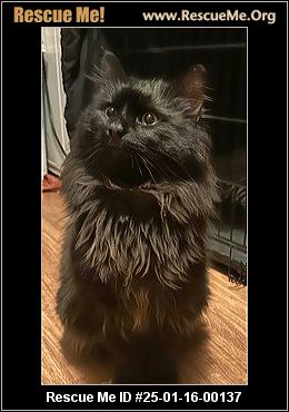 - Wisconsin Cat Rescue - ADOPTIONS - Rescue Me!