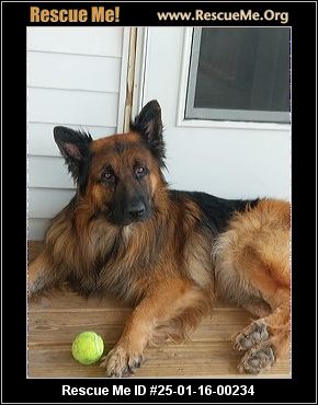 - Indiana German Shepherd Rescue - ADOPTIONS - Rescue Me!