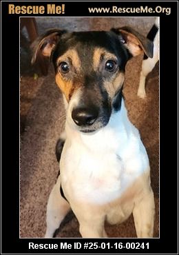 - Indiana Dog Rescue - ADOPTIONS - Rescue Me!