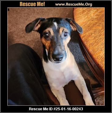 - Indiana Dog Rescue - ADOPTIONS - Rescue Me!