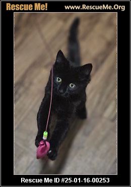 - California Cat Rescue - ADOPTIONS - Rescue Me!