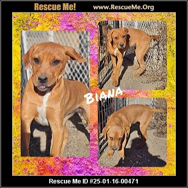 - California Boxer Rescue - ADOPTIONS - Rescue Me!