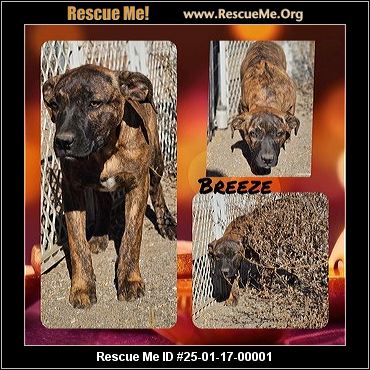 - California Boxer Rescue - ADOPTIONS - Rescue Me!