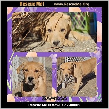 - California Boxer Rescue - ADOPTIONS - Rescue Me!