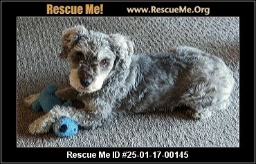 - Minnesota Dog Rescue - ADOPTIONS - Rescue Me!