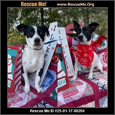 - Florida Border Collie Rescue - ADOPTIONS - Rescue Me!