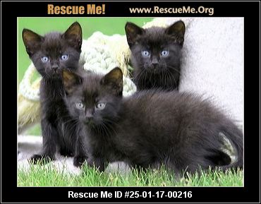 - Florida Cat Rescue - ADOPTIONS - Rescue Me!