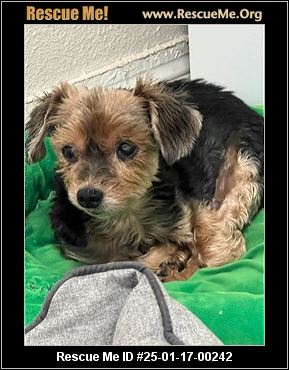 - Texas Yorkie Rescue - ADOPTIONS - Rescue Me!