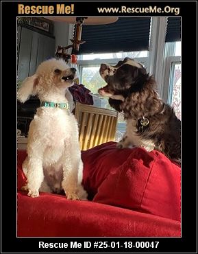 - Pennsylvania Poodle Rescue - ADOPTIONS - Rescue Me!