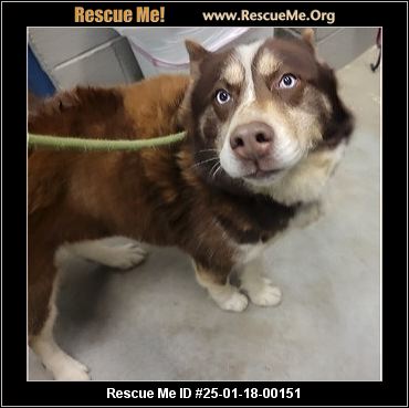 - Ohio Siberian Husky Rescue - ADOPTIONS - Rescue Me!