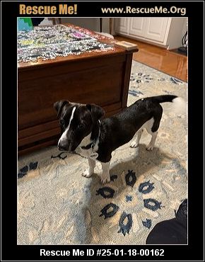 - Virginia Jack Russell Rescue - ADOPTIONS - Rescue Me!