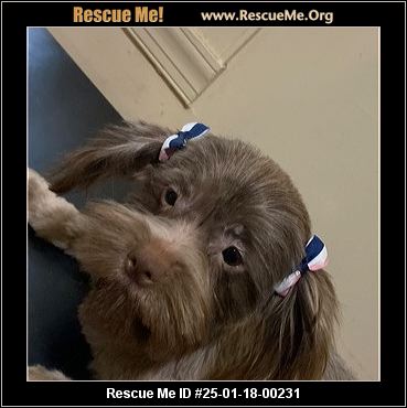 - Pennsylvania Poodle Rescue - ADOPTIONS - Rescue Me!