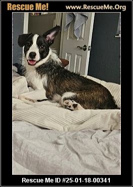 - Florida Jack Russell Rescue - ADOPTIONS - Rescue Me!