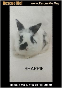 - California Rabbit Rescue - ADOPTIONS - Rescue Me!