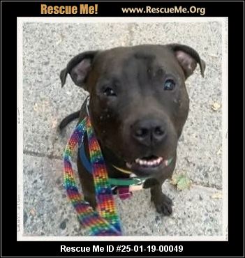 - Rhode Island Dog Rescue - ADOPTIONS - Rescue Me!