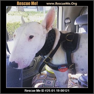 - California Bull Terrier Rescue - ADOPTIONS - Rescue Me!