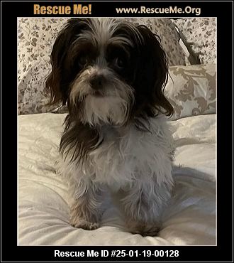 - Texas Lhasa Apso Rescue - ADOPTIONS - Rescue Me!