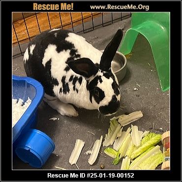 - Virginia Rabbit Rescue - ADOPTIONS - Rescue Me!