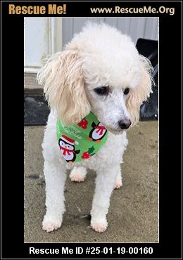 - New York Poodle Rescue - ADOPTIONS - Rescue Me!