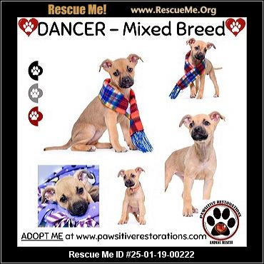 - Colorado Dog Rescue - ADOPTIONS - Rescue Me!