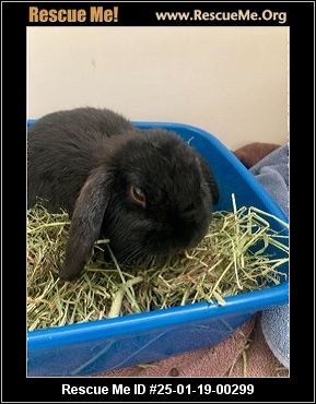 - California Rabbit Rescue - ADOPTIONS - Rescue Me!