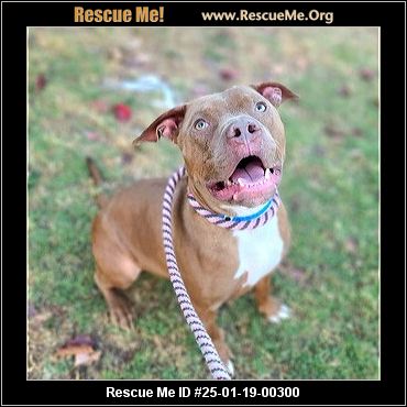 - California Pit Bull Rescue - ADOPTIONS - Rescue Me!