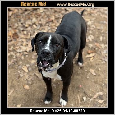 - Alabama Boxer Rescue - ADOPTIONS - Rescue Me!