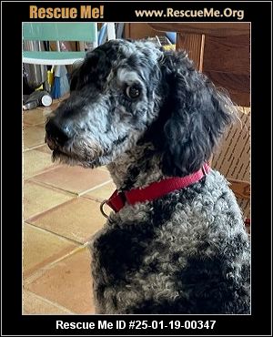 - Florida Poodle Rescue - ADOPTIONS - Rescue Me!