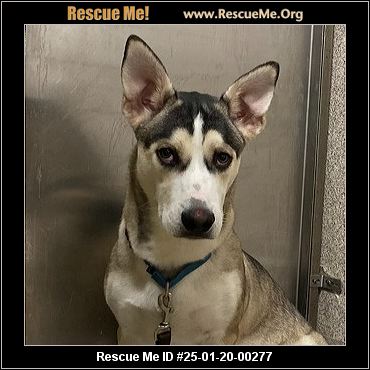 - California Corgi Rescue - ADOPTIONS - Rescue Me!