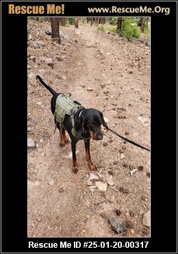 - Colorado Dog Rescue - ADOPTIONS - Rescue Me!