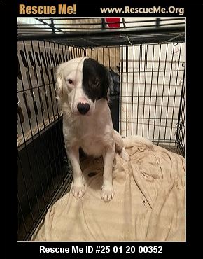 - Georgia Border Collie Rescue - ADOPTIONS - Rescue Me!