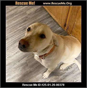 - Arkansas Dog Rescue - ADOPTIONS - Rescue Me!