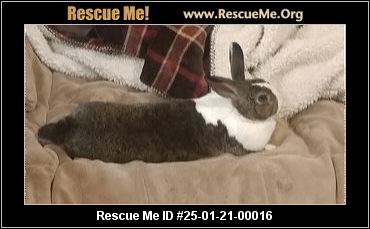 - California Rabbit Rescue - ADOPTIONS - Rescue Me!