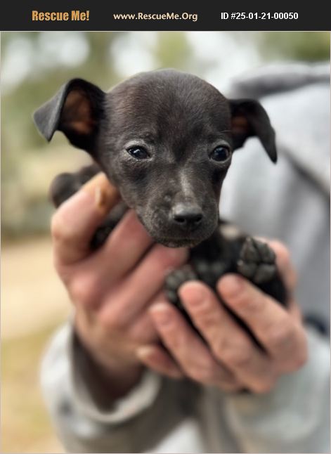 ADOPT 25012100050 ~ Chihuahua Rescue ~ Waynesville, GA