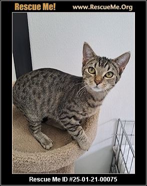 - South Carolina Cat Rescue - ADOPTIONS - Rescue Me!