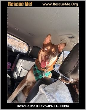 - Nevada Dog Rescue - ADOPTIONS - Rescue Me!