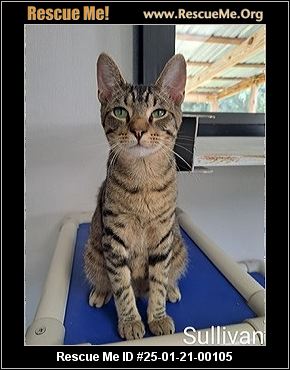 - South Carolina Cat Rescue - ADOPTIONS - Rescue Me!