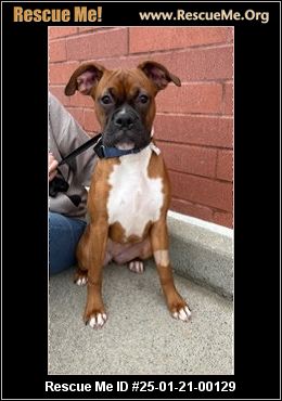 - Georgia Boxer Rescue - ADOPTIONS - Rescue Me!