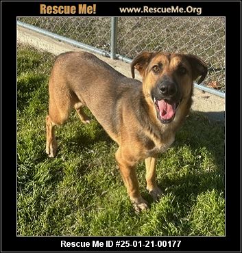 - Texas German Shepherd Rescue - ADOPTIONS - Rescue Me!