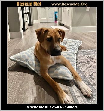 - Texas Boxer Rescue - ADOPTIONS - Rescue Me!