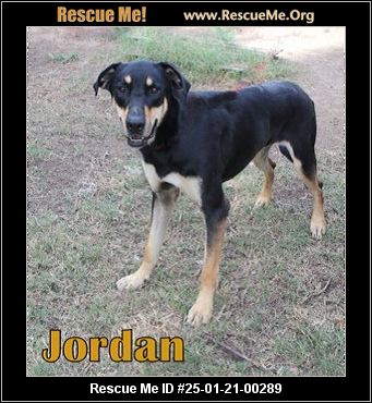 - Texas Rottweiler Rescue - ADOPTIONS - Rescue Me!