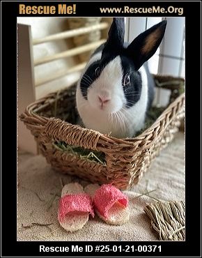 - California Rabbit Rescue - ADOPTIONS - Rescue Me!